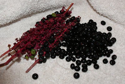 Ten Swamp Dogies II: POKEBERRY